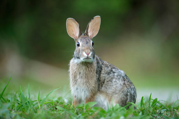 Free picture: rabbit, eating, grass