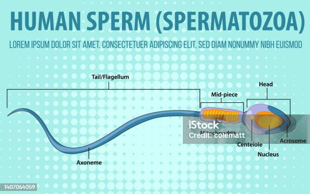 Diagram Showing Human Sperm Spernatozoa Stock Illustration - Download ... Diagram Showing Human Sperm Spernatozoa Stock Illustration - Download ...