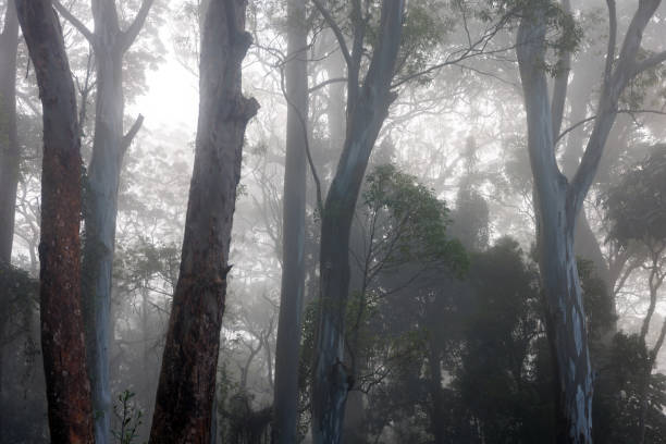 Temperate Forest Pictures | Download Free Images on Unsplash