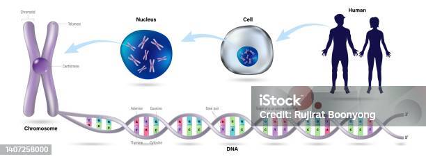 Double Hélice Dadn Le Diagramme Montre La Structure De La Cellule