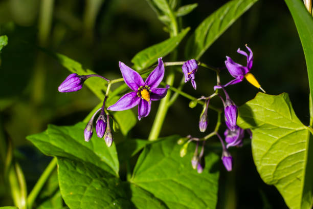 Free picture: nightshade, flowers