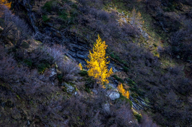Free Stock Photo of Yellow Tree Standing in Mountain Landscape ...