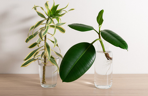 Bibit Dracaena Dan Ficus Dengan Akar Dalam Botol Transparan Foto Stok ... Bibit Dracaena Dan Ficus Dengan Akar Dalam Botol Transparan Foto Stok ...