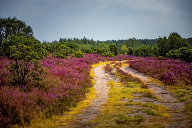 Heide Pictures | Download Free Images on Unsplash