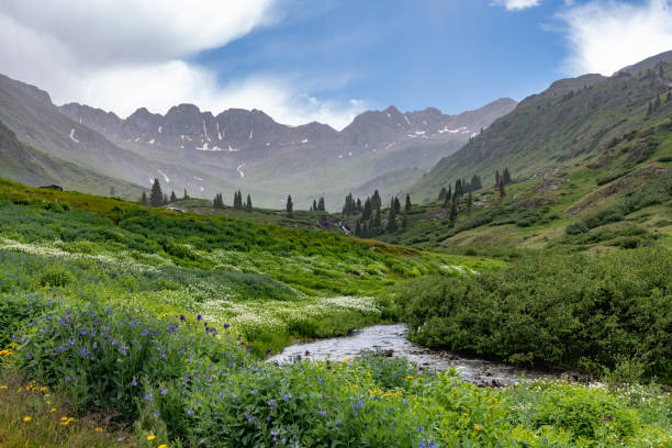 Free picture: rocky, mountain, columbine