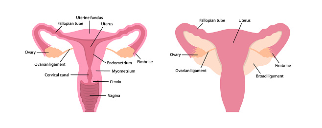 Female Human Reproductive System With Description On White Background
