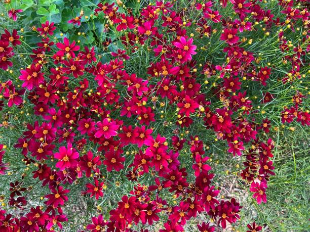 Free Stock Photo of Vibrant red wallflowers in bloom | Download Free ...