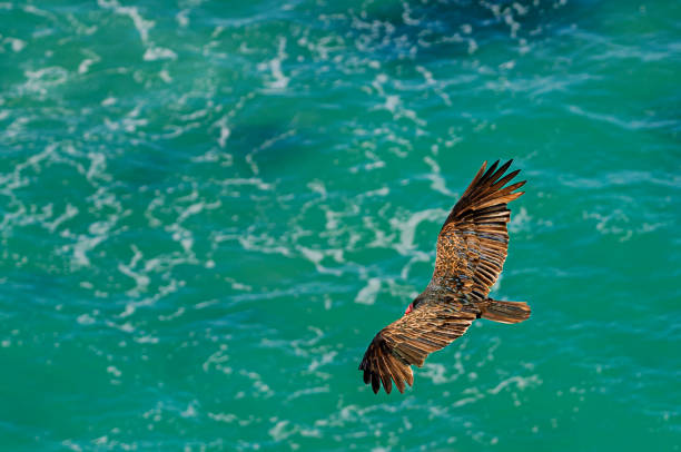 Free Stock Photo of Large Bird Flying Over Body of Water | Download ...