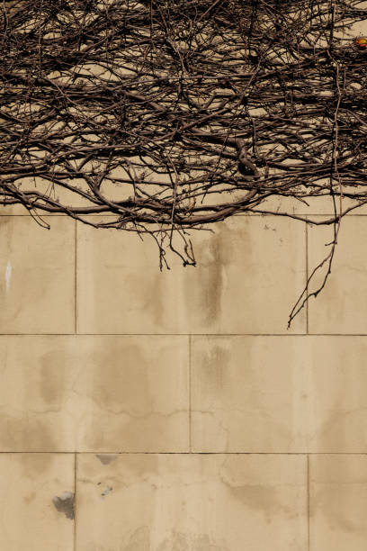 Vines On Wall Pictures | Download Free Images on Unsplash