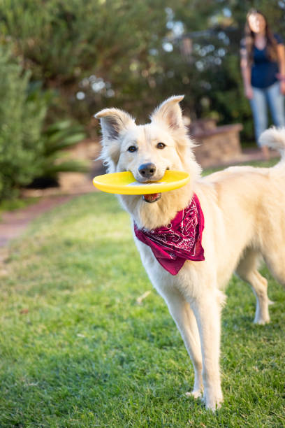 Dog Frisbee Pictures | Download Free Images on Unsplash
