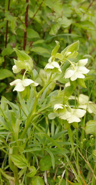 220+ Helleborus Foetidus Stock Photos, Pictures & Royalty-Free Images ... 220+ Helleborus Foetidus Stock Photos, Pictures & Royalty-Free Images ...
