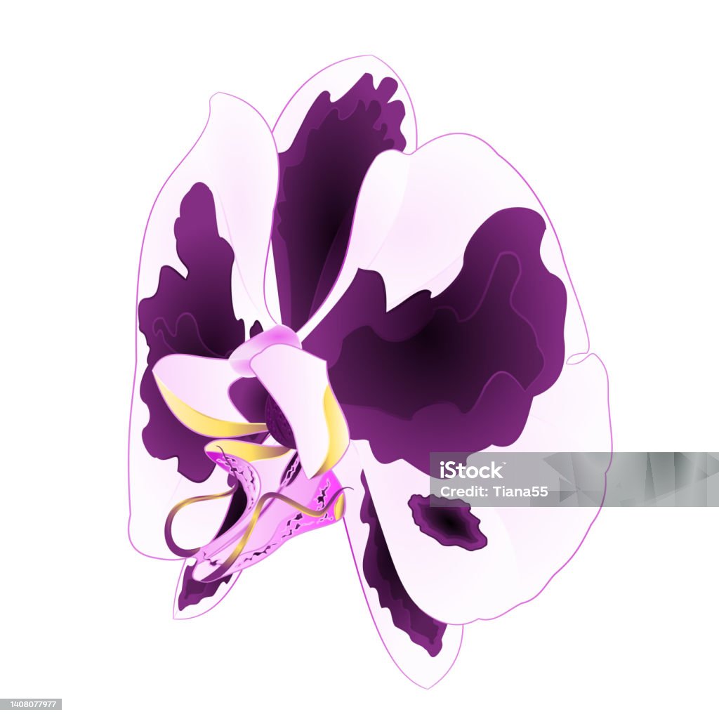 Orchid Phalaenopsis Spotted Flower Lila Colours Natural Flower Fourteen