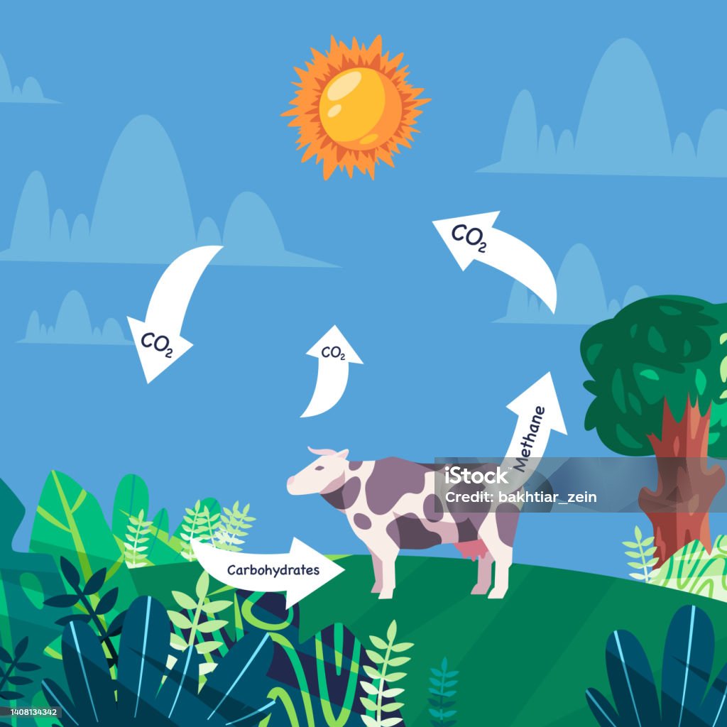 Siklus Hidup Karbon Metana Yang Dilepaskan Oleh Emisi Gas Sapi Dirilis Desain Ilustrasi