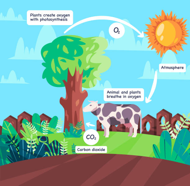 3,700+ Oxygen Cycle Stock Photos, Pictures & Royalty-Free Images - iStock 3,700+ Oxygen Cycle Stock Photos, Pictures & Royalty-Free Images - iStock