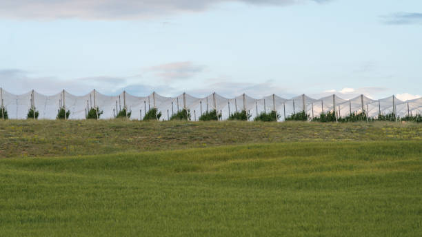 Free picture: Apple tree orchard with protective net
