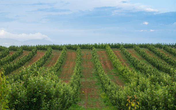 Apple Orchard Pictures | Download Free Images on Unsplash