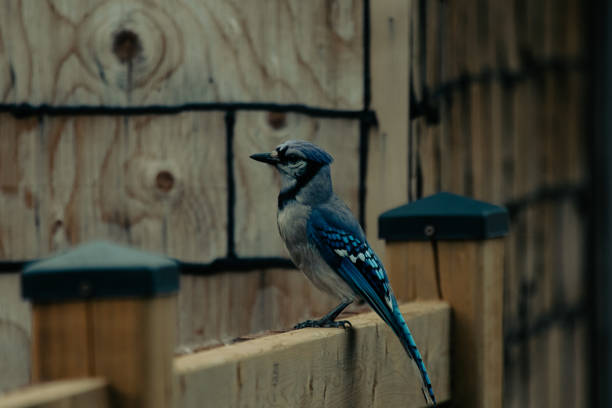Free Stock Photo of Blue Jay on the fence | Download Free Images and ...