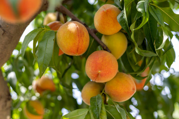 Free Stock Photo of Group of Peaches Growing on a Tree | Download Free ...