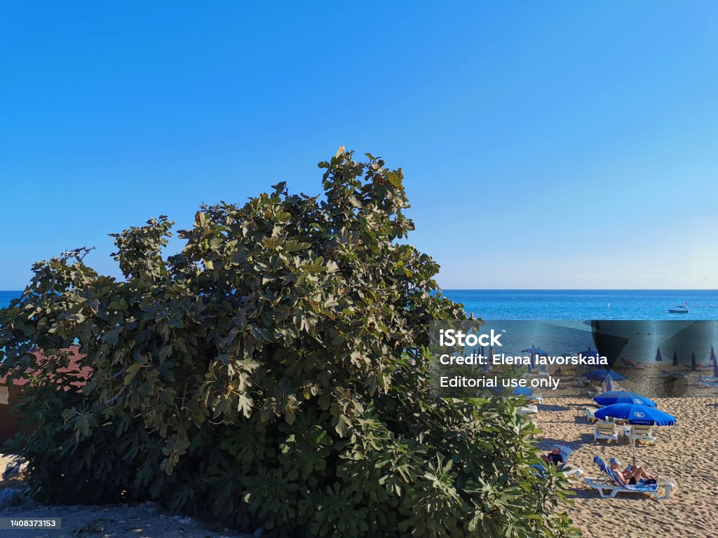 Pohon Ara Dengan Buah Ara Hijau Di Pantai Fig Tree Bay Melawan Langit