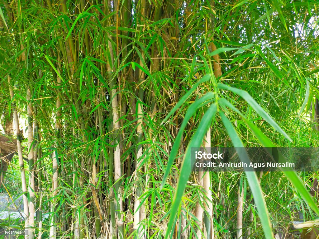 Daun Bambu Hijau Dengan Ranting Dan Batang Foto Stok - Unduh Gambar ... Daun Bambu Hijau Dengan Ranting Dan Batang Foto Stok - Unduh Gambar ...