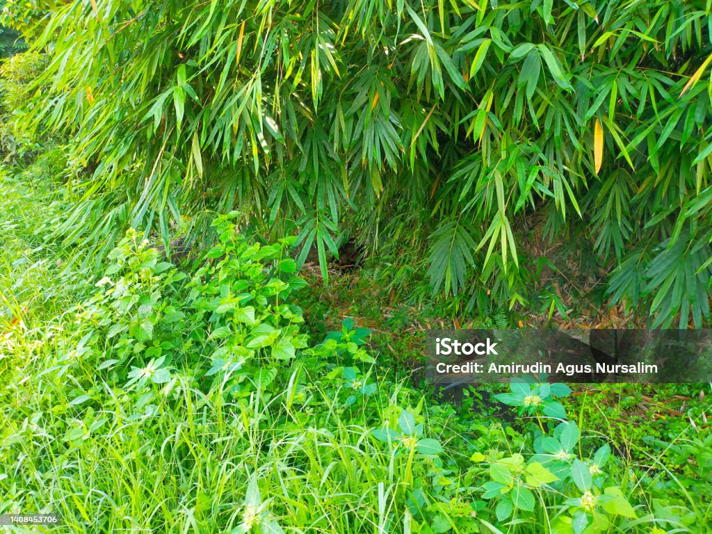 Daun Bambu Hijau Dengan Ranting Dan Batang Foto Stok - Unduh Gambar ... Daun Bambu Hijau Dengan Ranting Dan Batang Foto Stok - Unduh Gambar ...