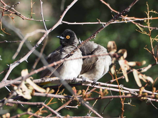 Best 500+ Bulbul Pictures | Download Free Images on Unsplash