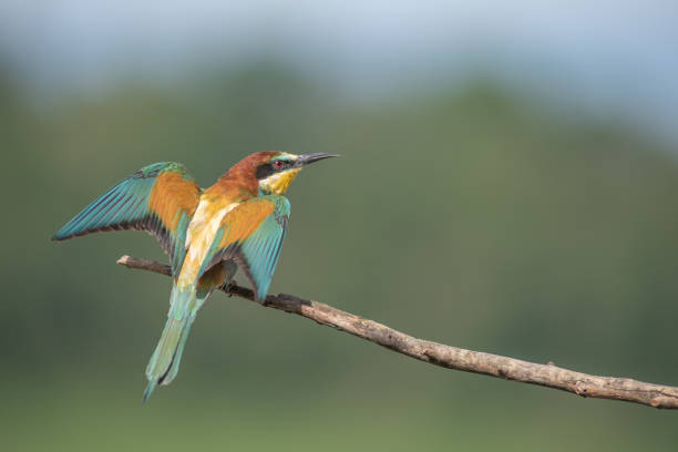 Bee Eater Pictures | Download Free Images on Unsplash