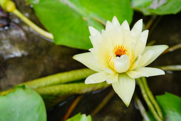 Singular Pictures | Download Free Images on Unsplash