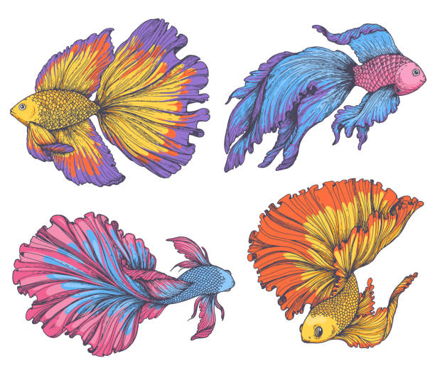 Free download of betta fish vector graphics and illustrations
