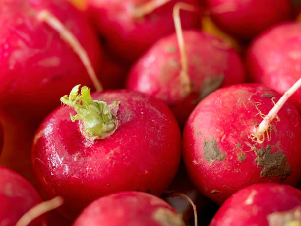 Garden Radish Vegetables Food Root - Free photo on Pixabay