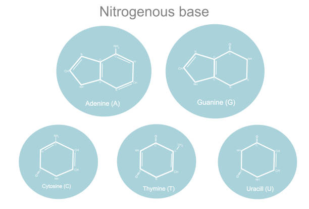 [47] Nitrogenous bases Clipart Vector PNG , SVG, EPS, PSD, AI
