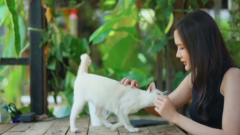 3100 Woman Cat Cuddle Stock Videos And Royalty Free Footage Istock
