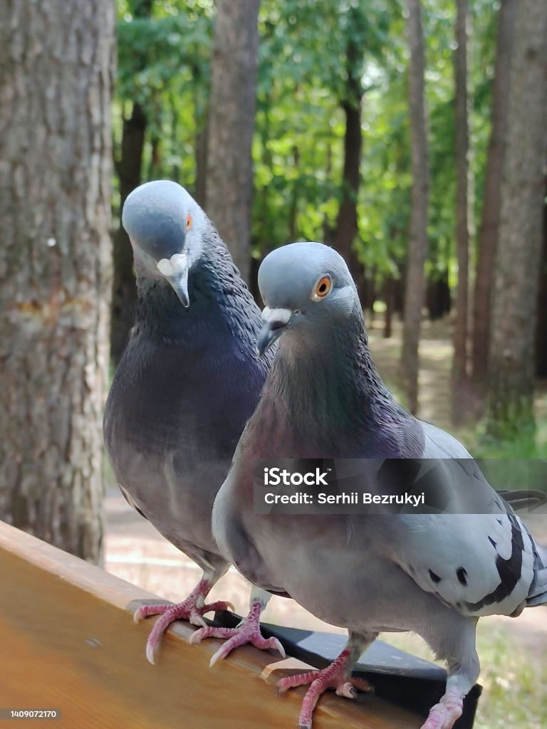 Dua Burung Merpati Satu Demi Satu Di Bangku Taman Latar Belakang Buram ... Dua Burung Merpati Satu Demi Satu Di Bangku Taman Latar Belakang Buram ...