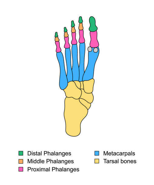 Tarsals Hand