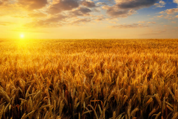 Free Stock Photo of Wheat Field With Trees in Background | Download ...