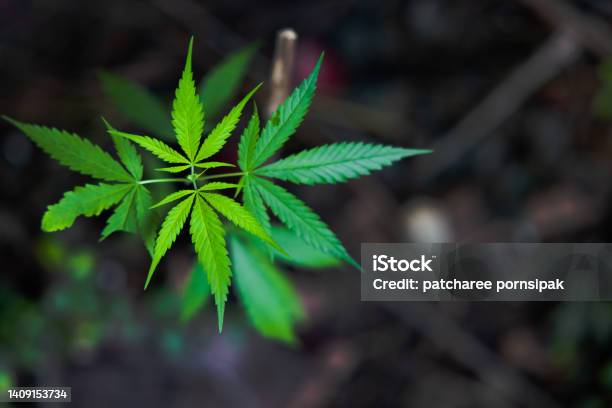 Cannabis Plant For Growing For Cancer Anorexia Epilepsy Glaucoma