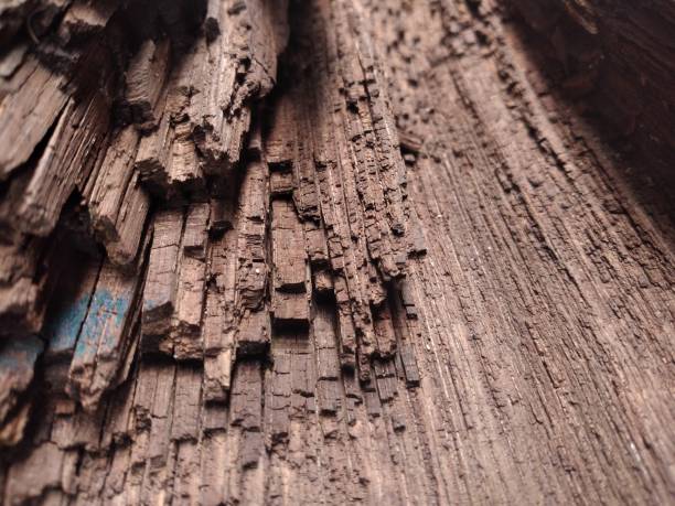 Free picture: texture, wooden, decay, vintage, plank, stain, carpentry ...
