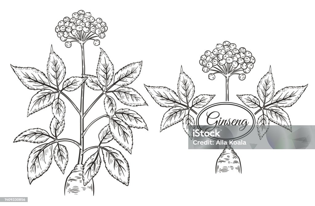 Batang Akar Ginseng Merah Liar Dan Beri Sketsa Botani Tanaman Medis