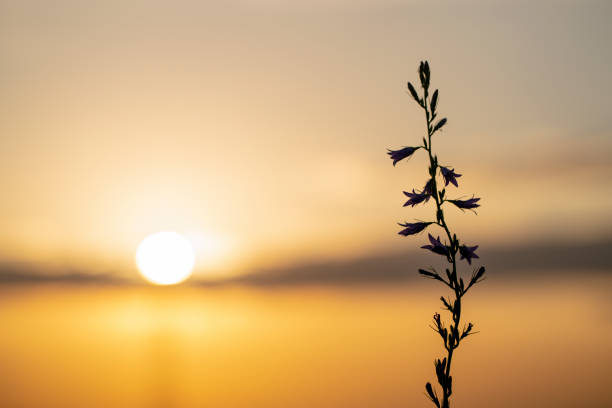 Free picture: beautiful, herb, shadow, sunset, nature, sun, outdoors ...