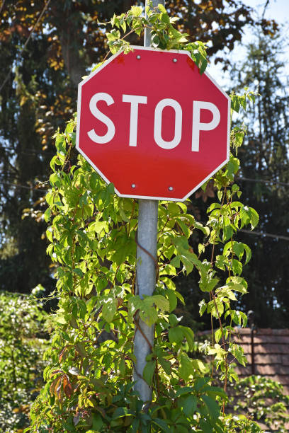 Free Stock Photo of Red Stop Sign Next to Trees | Download Free Images ...