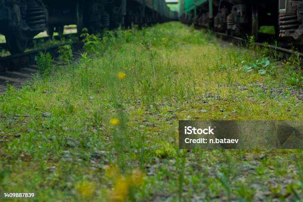Closeup Rumput Hijau Antara Dua Kereta Barang Ekologi Dalam ... Closeup Rumput Hijau Antara Dua Kereta Barang Ekologi Dalam ...