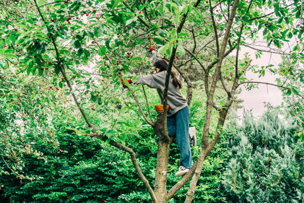 Climbing Tree Pictures | Download Free Images on Unsplash
