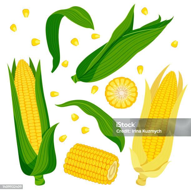 Set Jagung Kuning Matang Ilustrasi Stok - Unduh Gambar Sekarang ... Set Jagung Kuning Matang Ilustrasi Stok - Unduh Gambar Sekarang ...