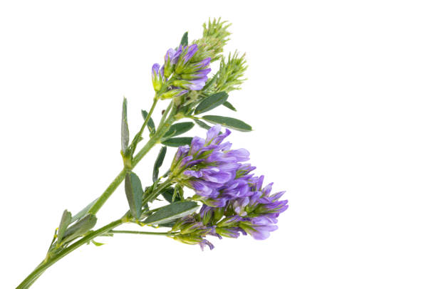 Alfalfa Pictures | Download Free Images on Unsplash