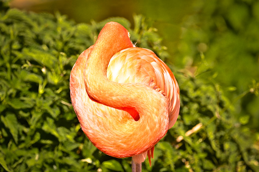 Potret Dan Detail Flamingo Merah Muda Dan Oranye Yang Indah Di Koloni ... Potret Dan Detail Flamingo Merah Muda Dan Oranye Yang Indah Di Koloni ...
