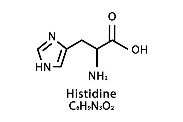 histidine amino acid structure model science chemistry biology charged ...