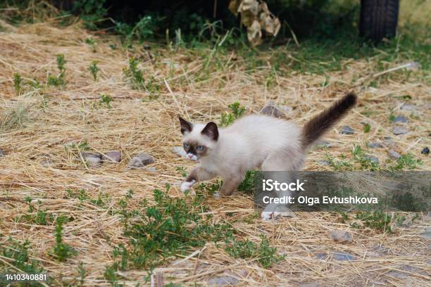 Anak Kucing Siam Putih Yang Lucu Berlari Di Rumput Di Halaman Rumah Di ... Anak Kucing Siam Putih Yang Lucu Berlari Di Rumput Di Halaman Rumah Di ...