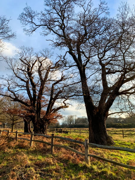 Richmond Park Pictures | Download Free Images on Unsplash