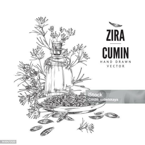 Bouteille Dhuile De Cumin Dessinée À La Main Avec Plante Et Graines