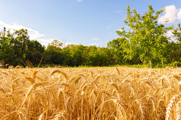 Free Stock Photo of Wheat Field With Trees in Background | Download ...